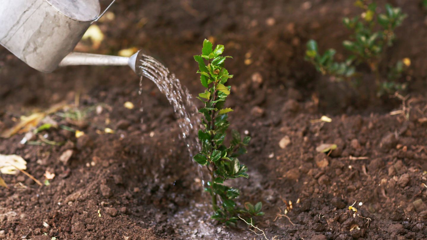 How to Maintain Your Landscape: Essential Tips for Year-Round Care